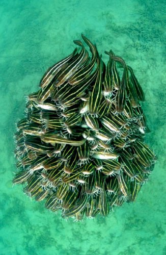 Gallery: Lord Howe Island - Australian Geographic