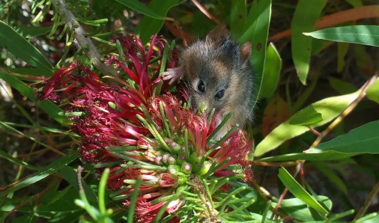 The possum with an insatiable sweet tooth - Australian Geographic