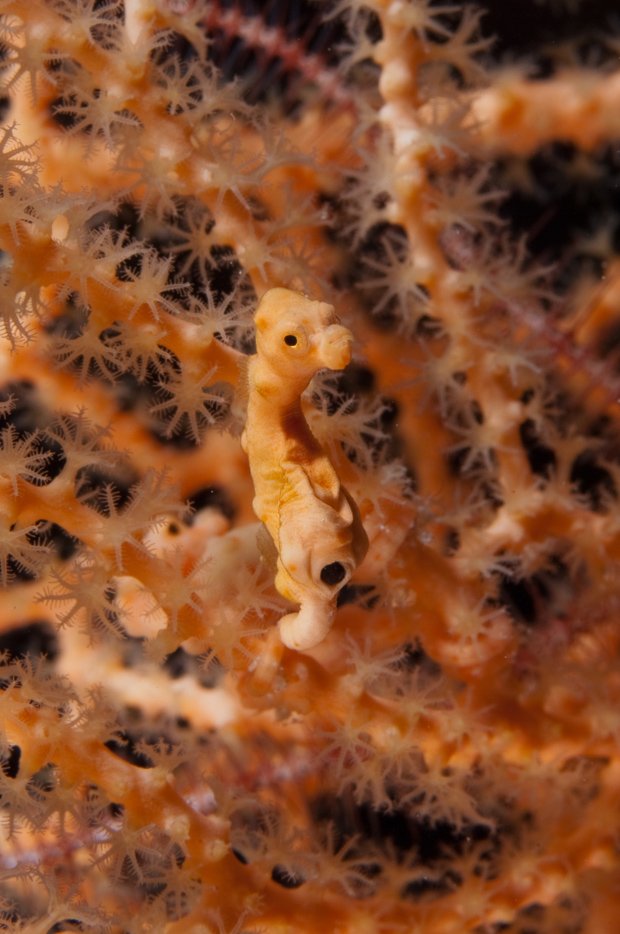 GALLERY: Pygmy seahorses - Australian Geographic