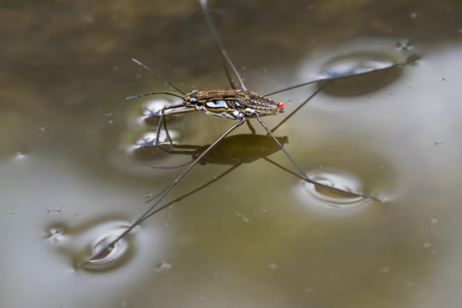 Skate, jump and slide: These bugs are nature's own water skiers ...
