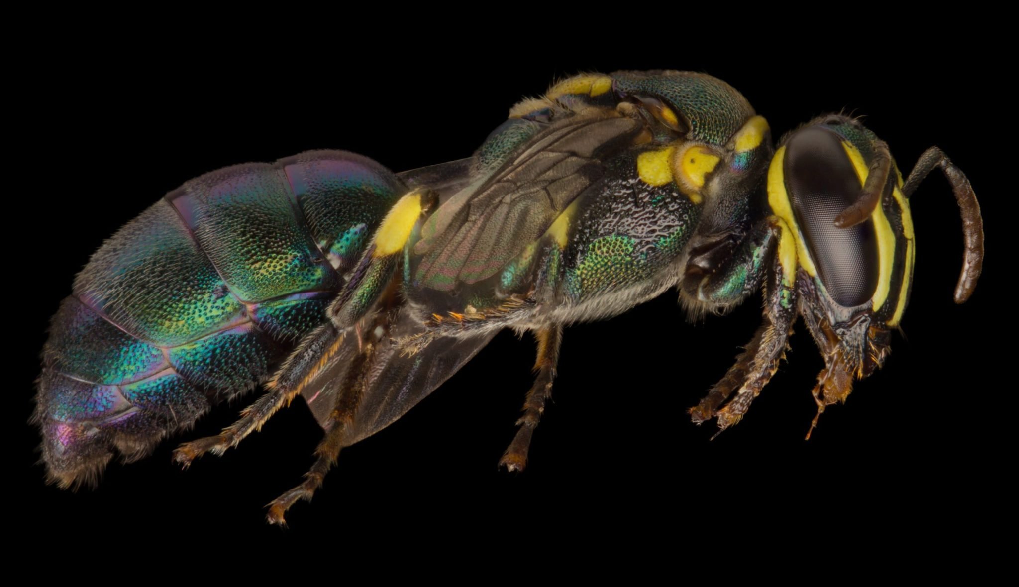 A photographic guide to Australia's bees - Australian Geographic