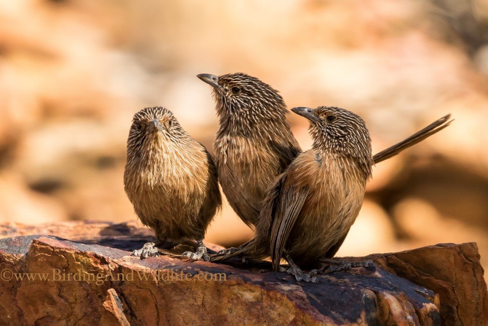 Back from the brink: Lord Howe Island stick insect - Australian Geographic
