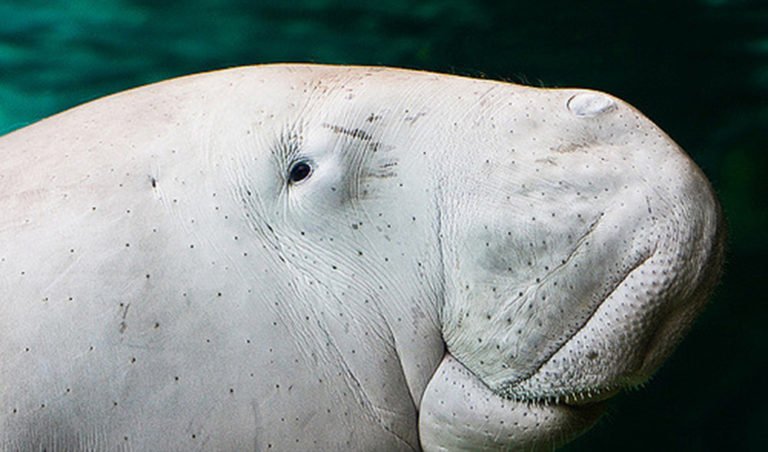 The number of baby dugongs in the Great Barrier Reef has increased ...