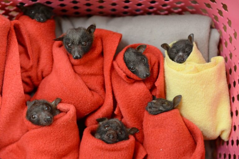 28 little red flying fox pups treated for hypothermia - Australian ...