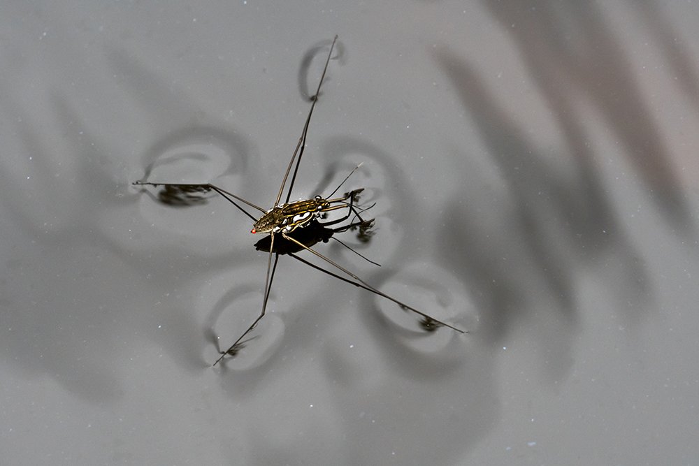 Skate, jump and slide: These bugs are nature's own water skiers ...