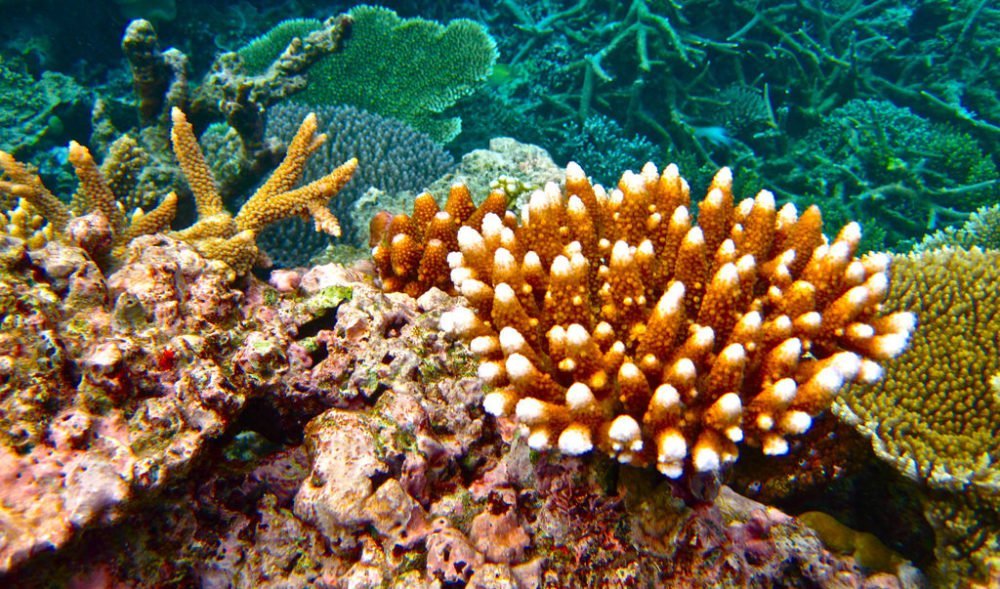 There's still hope for the world's coral reefs - Australian Geographic