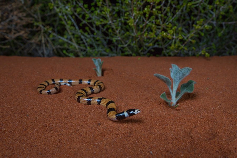 Photographing Australia's desert reptiles - Australian Geographic