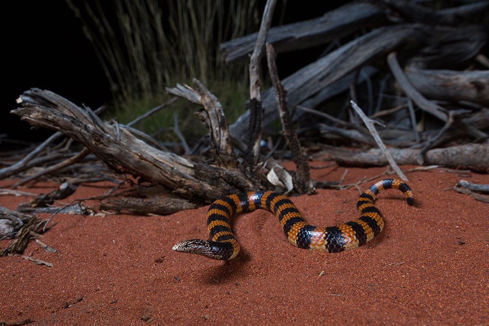 Photographing Australia's desert reptiles - Australian Geographic