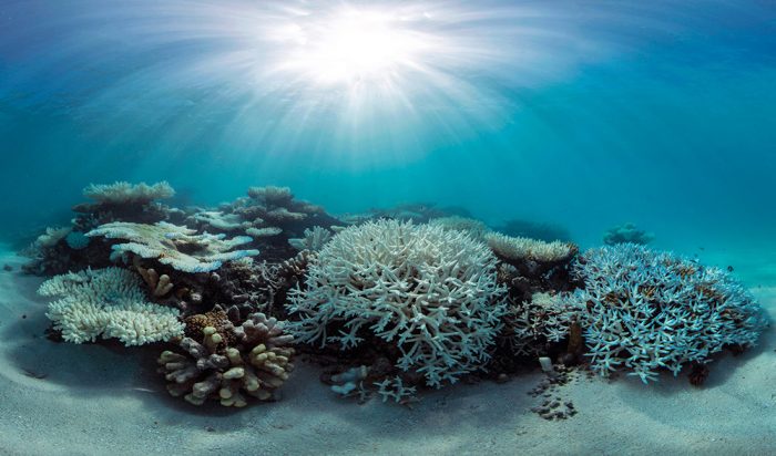 New world-first plan says only 10 per cent of reefs to survive past ...