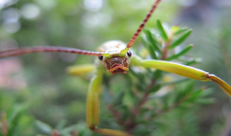 Back from the brink: Lord Howe Island stick insect - Australian Geographic