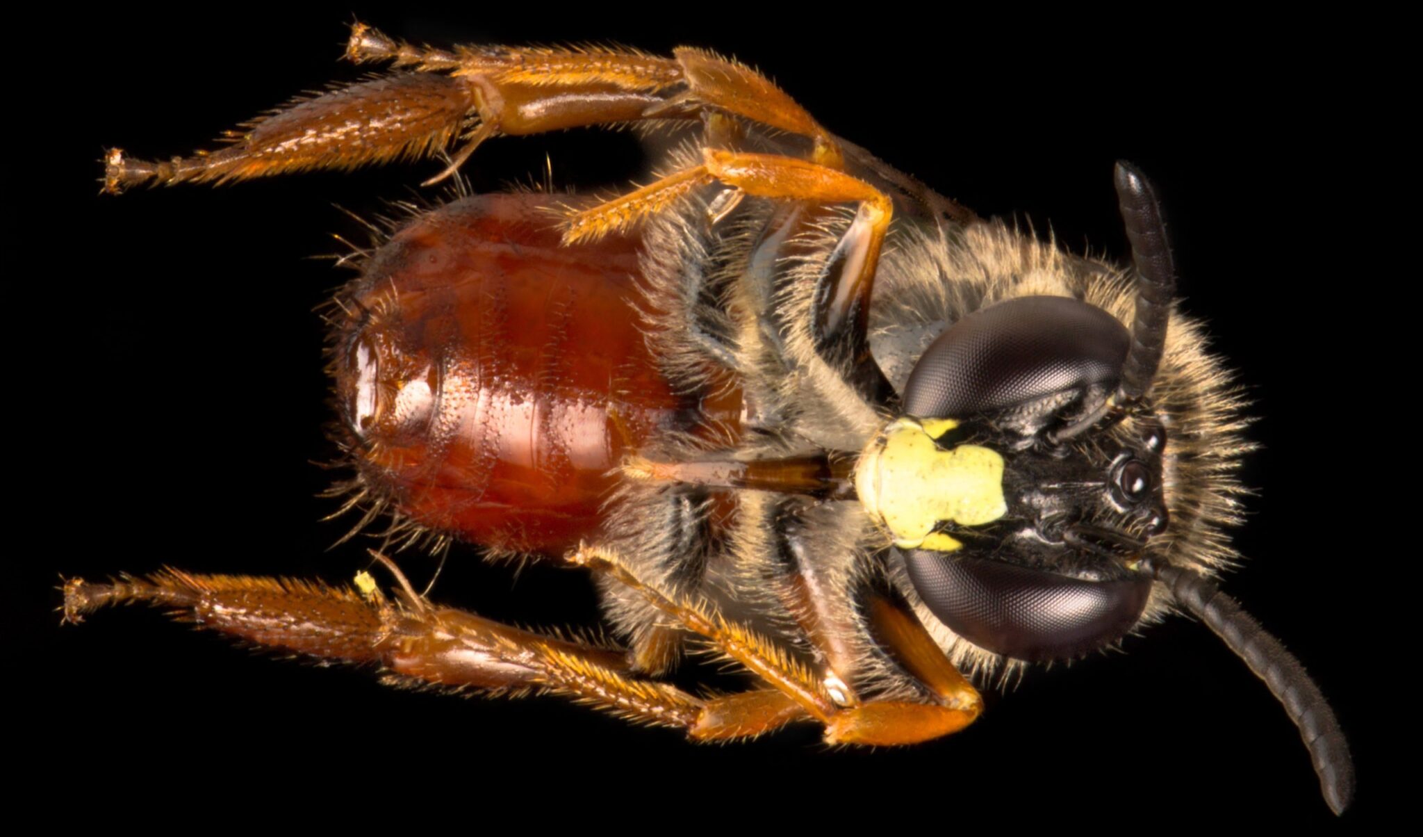 A photographic guide to Australia's bees - Australian Geographic