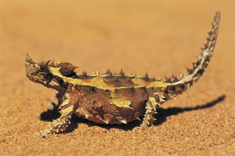 In pictures: the seemingly judgemental glare of the thorny devil ...
