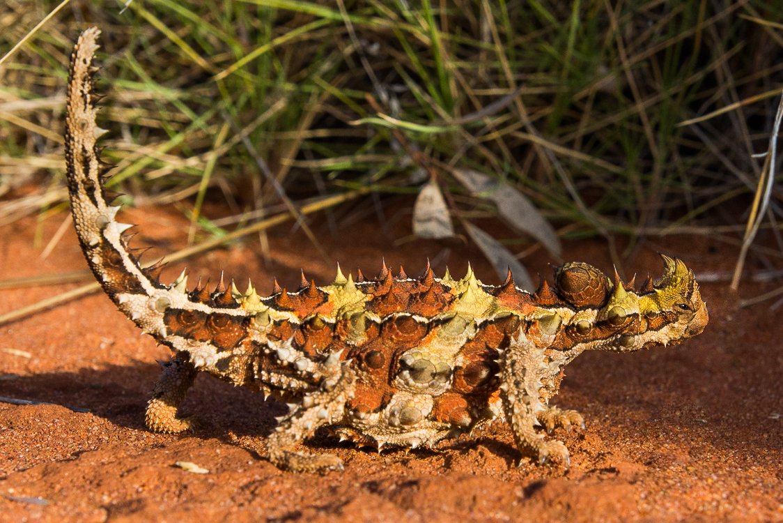 Thorny devil looking for lunch - Australian Geographic