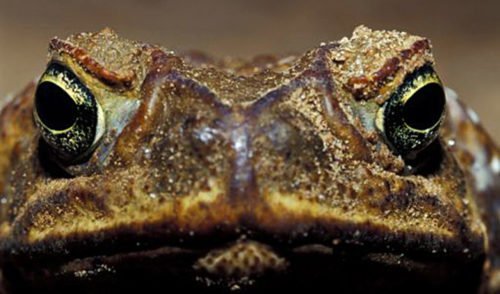 Cane toads have adapted to our climate - Australian Geographic