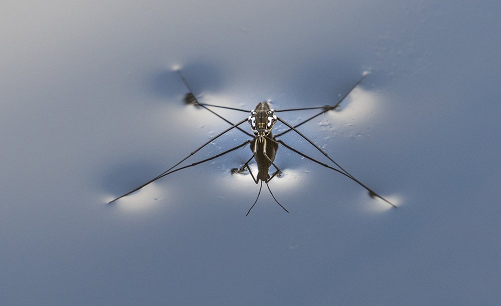 Skate, jump and slide: These bugs are nature's own water skiers ...