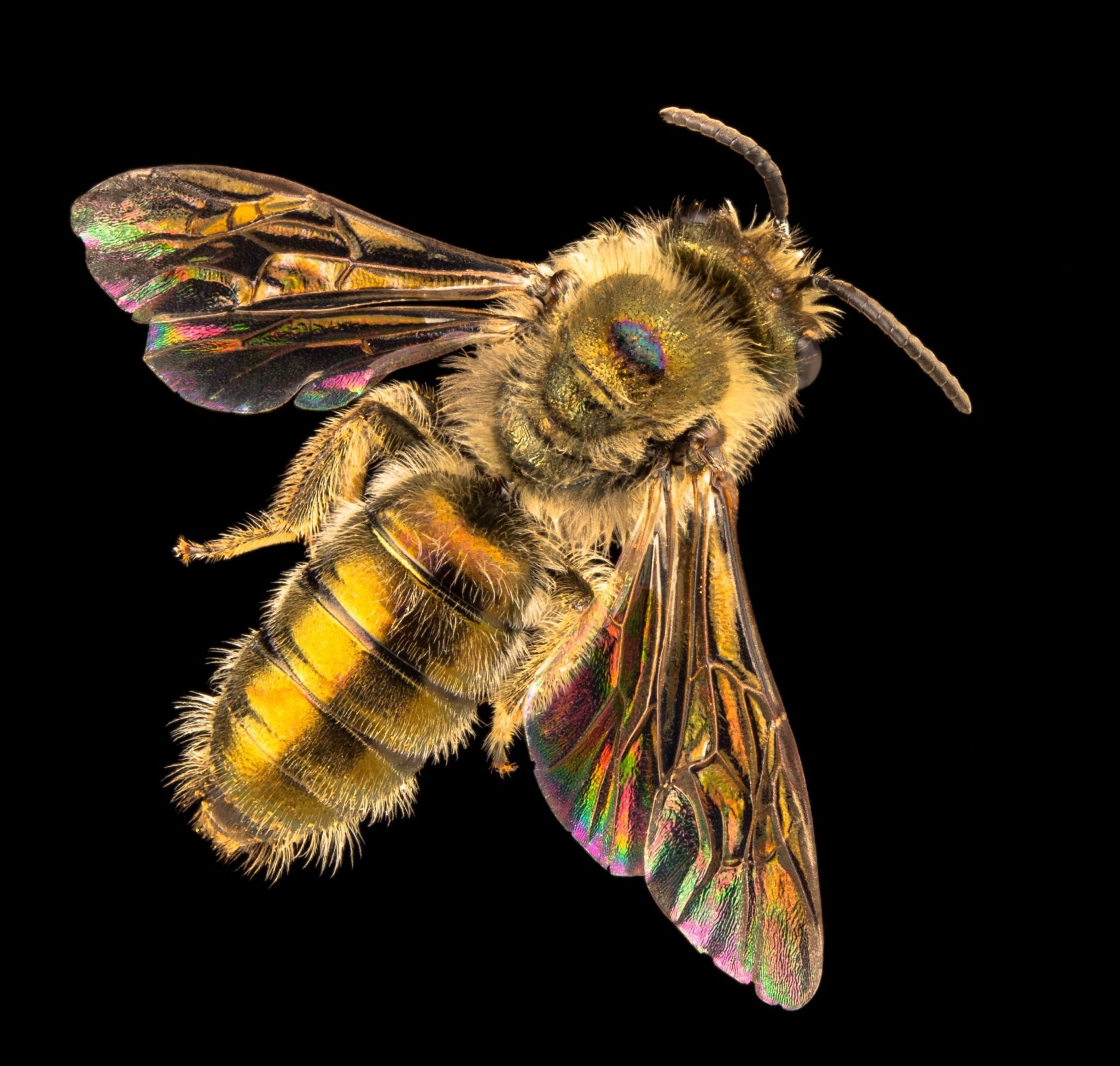 A photographic guide to Australia's bees - Australian Geographic