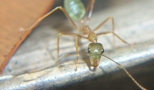 Nearly 100 new ant species discovered in Queensland - Australian Geographic