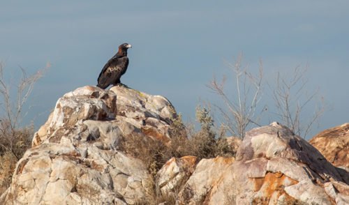 Gallery: Olary Ranges, South Australia - Australian Geographic