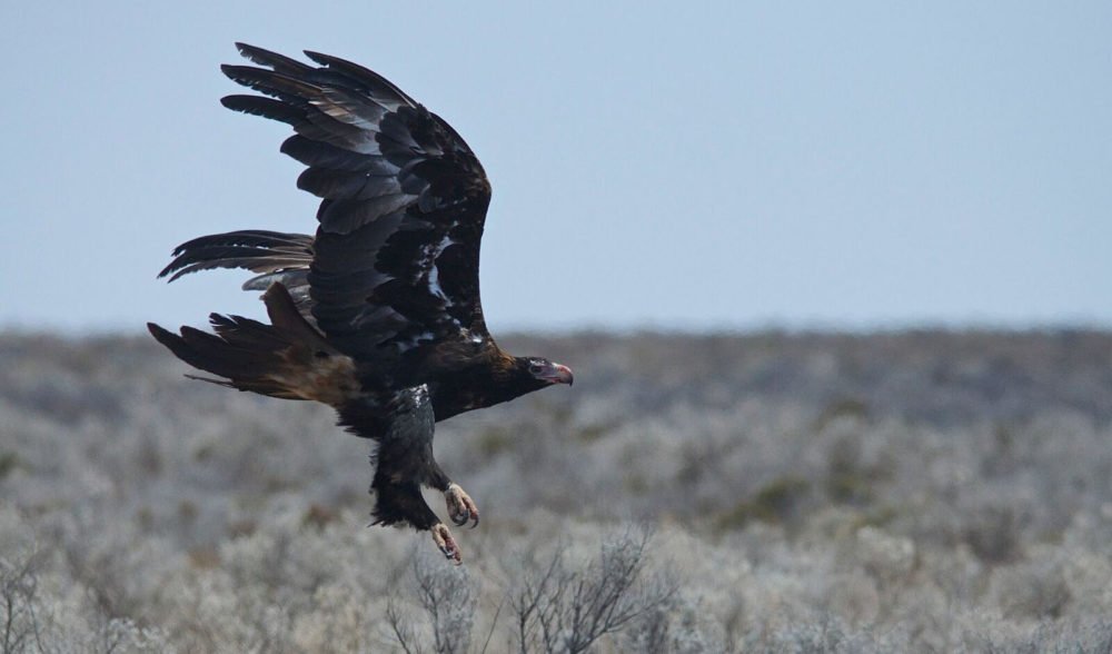 Scientists call on the public to look to the sky to help the Tassie ...