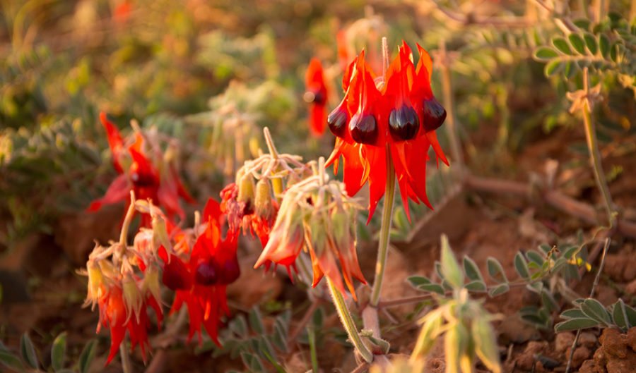 Gallery: The Pilbara landscape of stone-etched stories - Australian ...