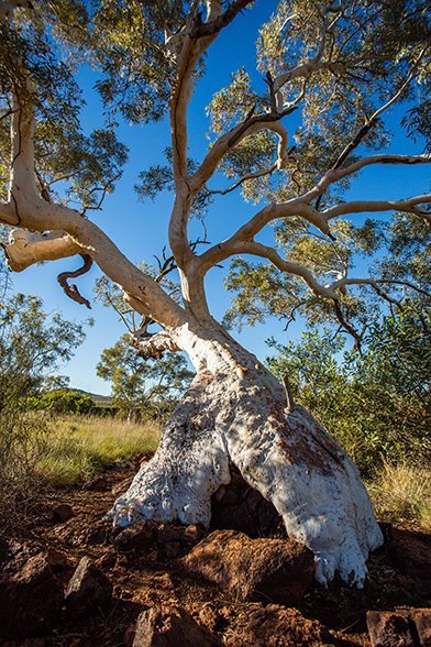 Gallery: The Pilbara landscape of stone-etched stories - Australian ...