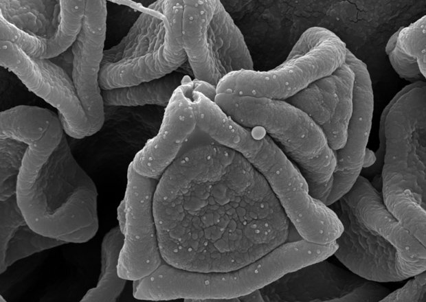 Gallery: Microscopic images of pollen - Australian Geographic