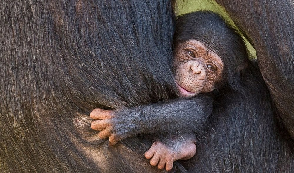 GALLERY: Taronga Zoo's new baby chimp - Australian Geographic