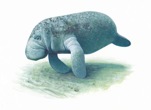 Fact File: Dugong (Dugong dugon) - Australian Geographic