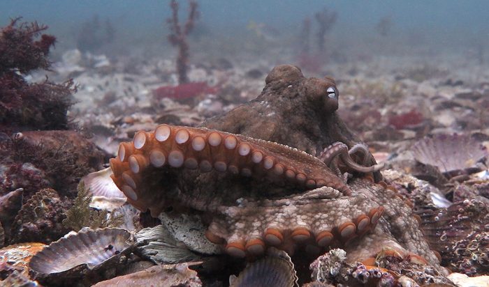 The dramatic social lives of octopuses revealed - Australian Geographic