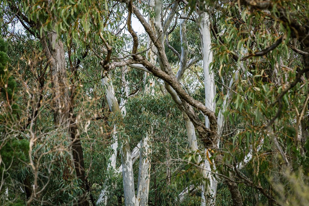 In the wild heart of Woomargama National Park - Australian Geographic