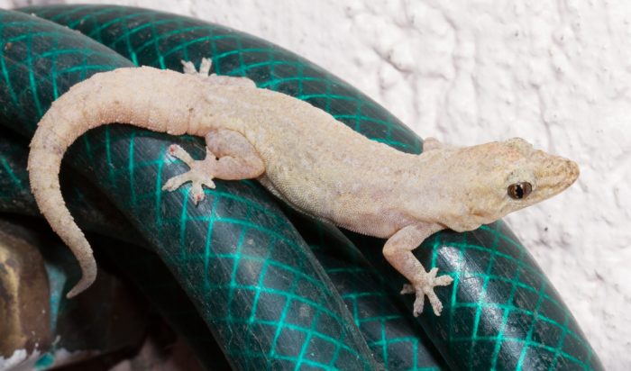 Asian house geckos: to love them or hate them? - Australian Geographic