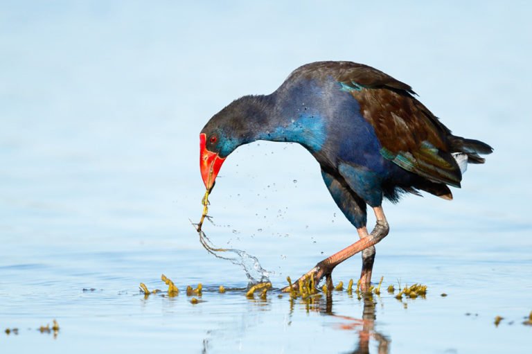 Swamping about - Australian Geographic