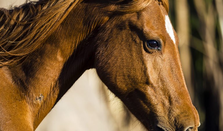 Controversial brumby cull proposed - Australian Geographic