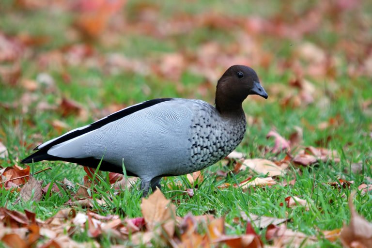 Urban birdwatching guide to Canberra - Australian Geographic