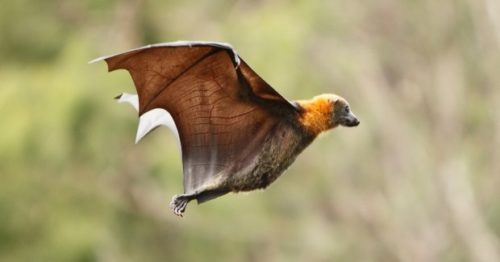 Watch out for bites from bats, warn experts - Australian Geographic