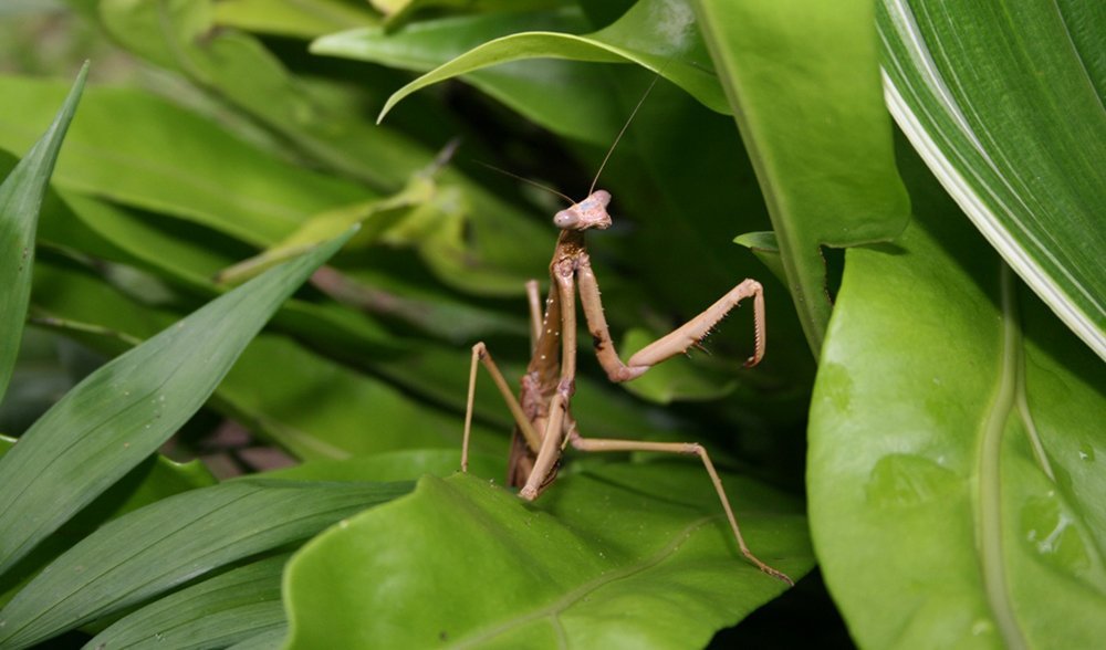 A watching praying mantis - Australian Geographic