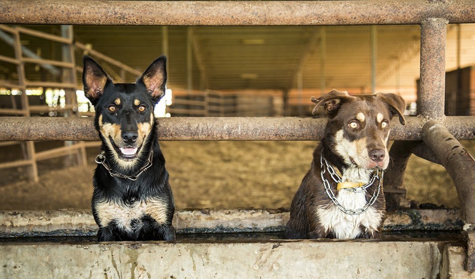 Gallery: Australian working dogs - Australian Geographic