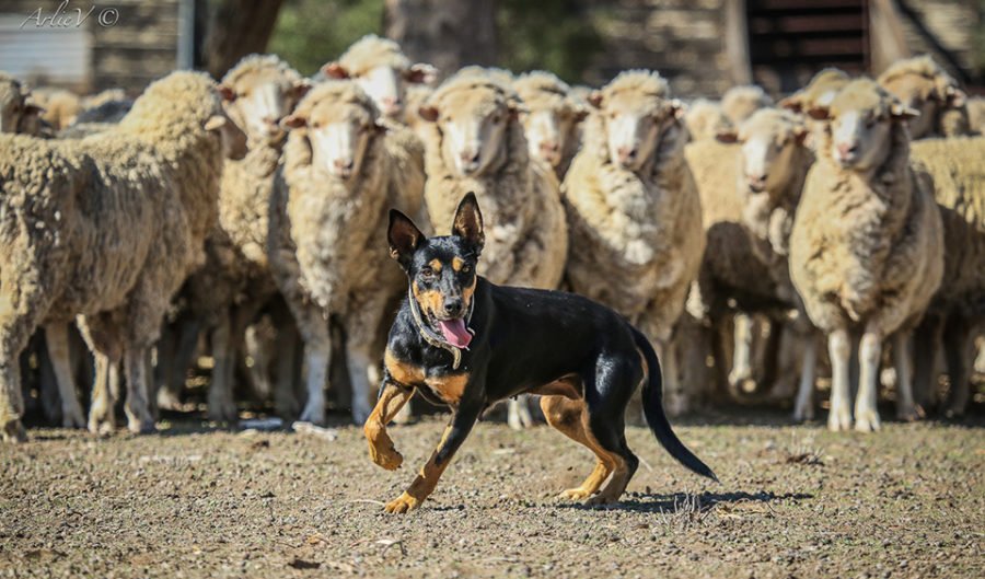Gallery: Australian working dogs - Australian Geographic