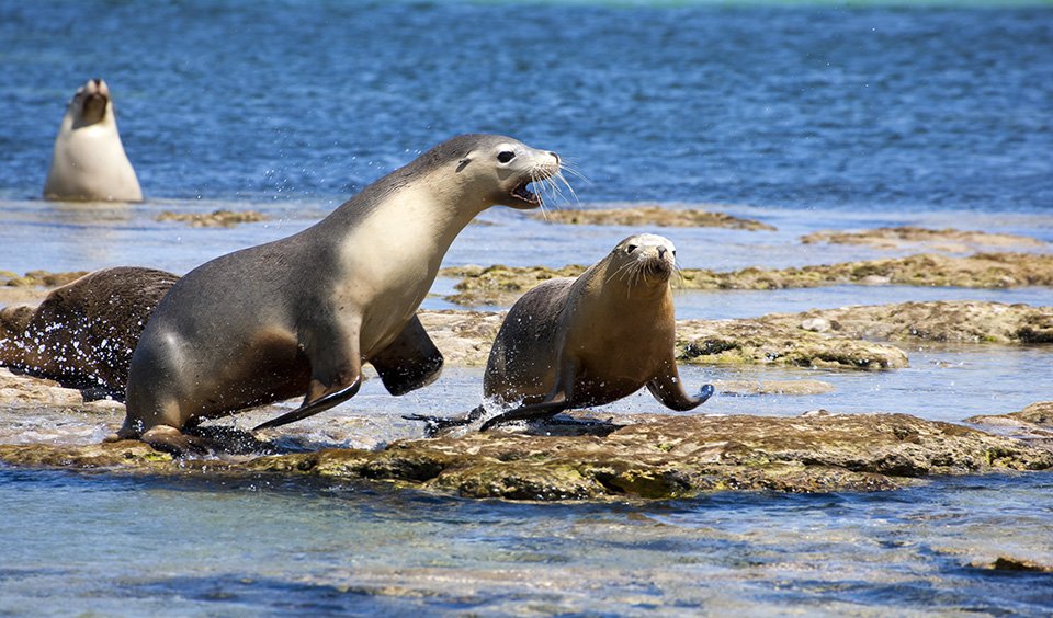 Gallery: Australian sea lions - Australian Geographic