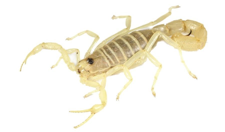 A guide to the scorpions of Australia - Australian Geographic