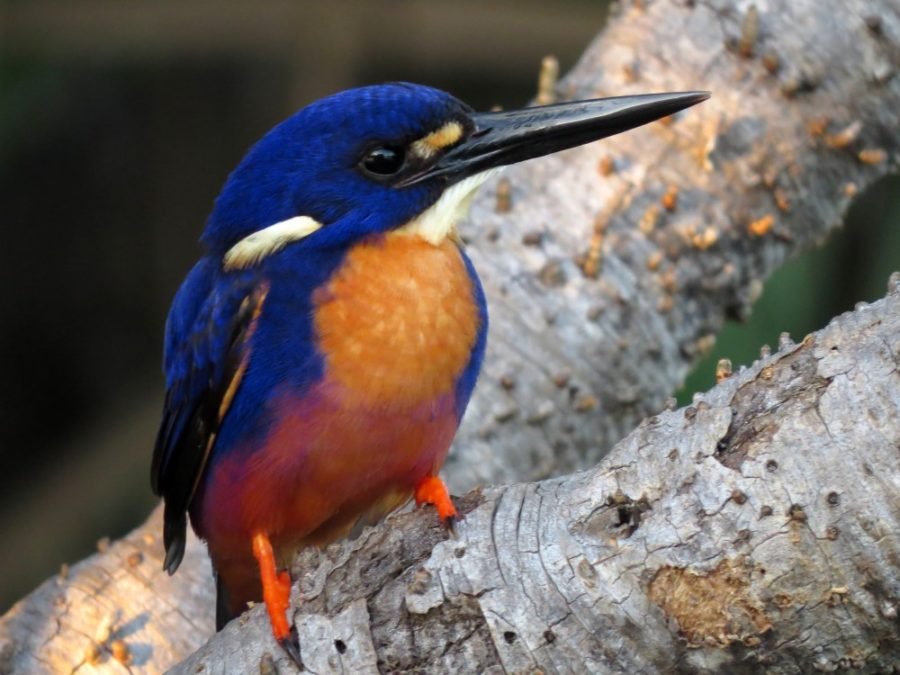 In pictures: Kakadu Bird Week 2016 - Australian Geographic