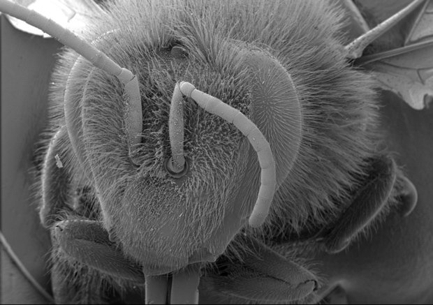 Gallery: Microscopic images of pollen - Australian Geographic