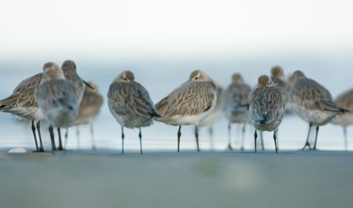Flying for your life: save our shorebirds - Australian Geographic