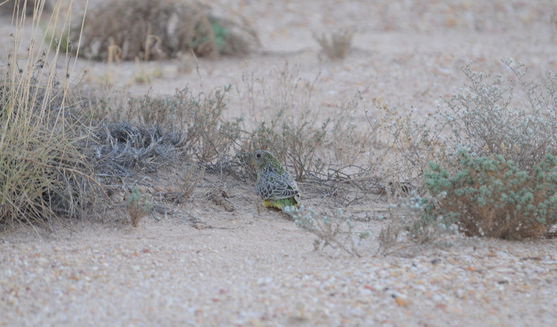 Critically endangered night parrot fledgling photographed on Queensland ...