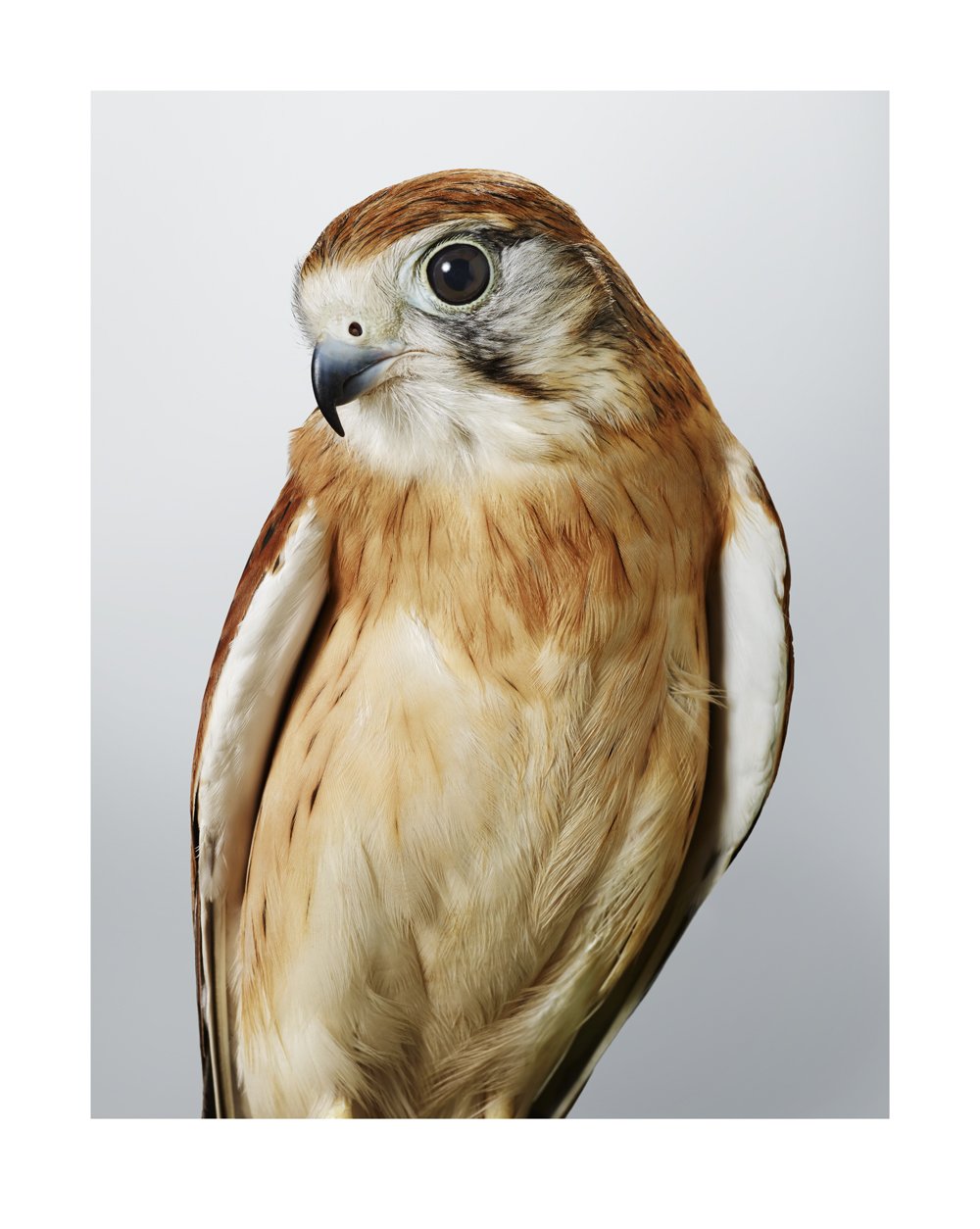 Predatory beauties: Portraits of Australian Raptors - Australian Geographic