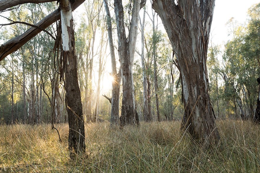 The largest stand of river red gums in the world - Australian Geographic