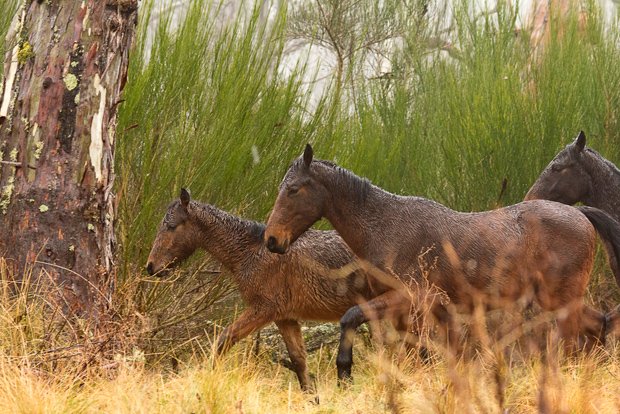 Gallery: Barrington Tops - Australian Geographic