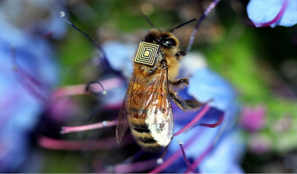 Radio-tagged bees take Tasmania by swarm - Australian Geographic