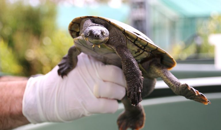 Turtles spotted mating bring hope for endangered species - Australian ...