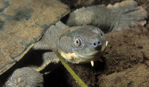 Mysterious illness wiping out turtles - Australian Geographic